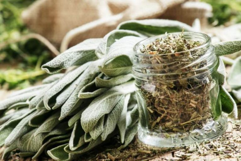 Cómo Secar Plantas Medicinales En Casa Natursan