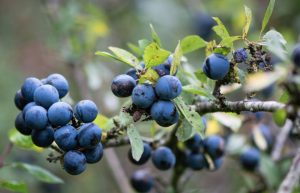 Endrinas o pacharán: qué son, beneficios y propiedades - Natursan
