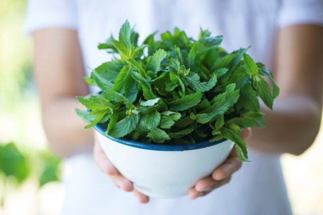 Cómo Recolectar Hierbas Y Plantas Medicinales Natursan